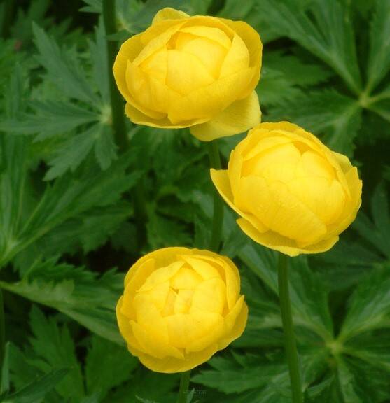 Pełnik ogrodowy 'Superbus' Trollius x cultorum 'Superbus'