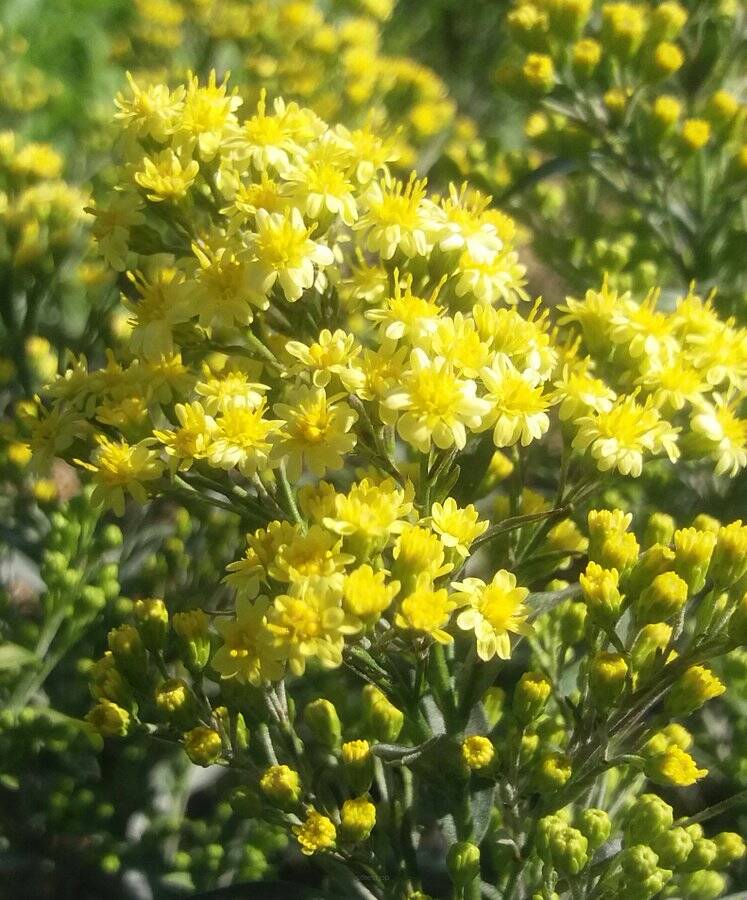 Nawłocioaster żółty 'Lemore' x Solidaster luteus 'Lemore' WYSYŁKA PO 15 ...