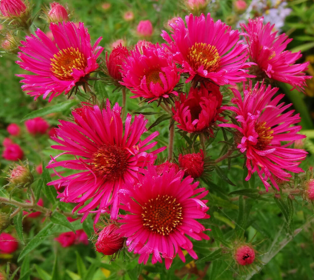 Aster nowoangielski 'Andenken am Alma Potschke' Symphyotrichum novi ...