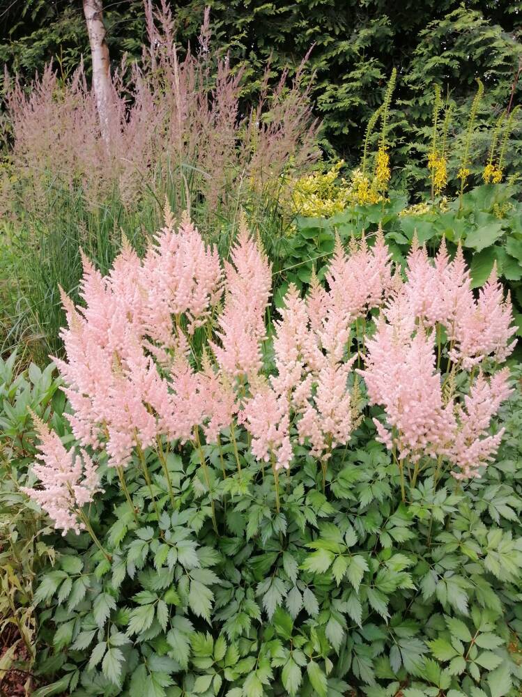 Tawułka chińska Vision in Inferno' Astilbe chinensis 'Vision in Inferno'