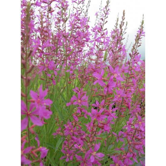 Krwawnica pospolita 'Swirl' Lythrum salicaria 'Swirl'