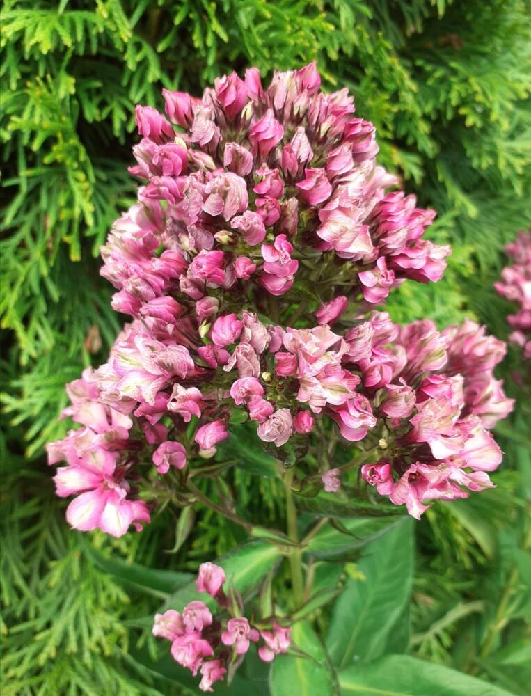 Floks wiechowaty 'Natural Feelings' Phlox paniculata 'Natural Feelings'