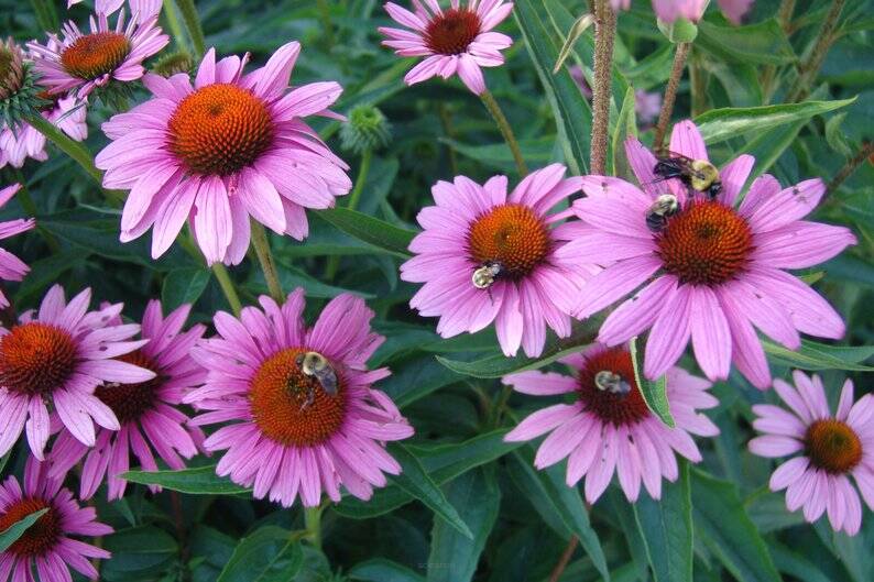 Jeżówka purpurowa Echinacea purpurea Jeżówka purpurowa Echinacea purpurea