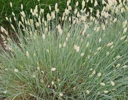 Sesleria lśniąca Sesleria nitida