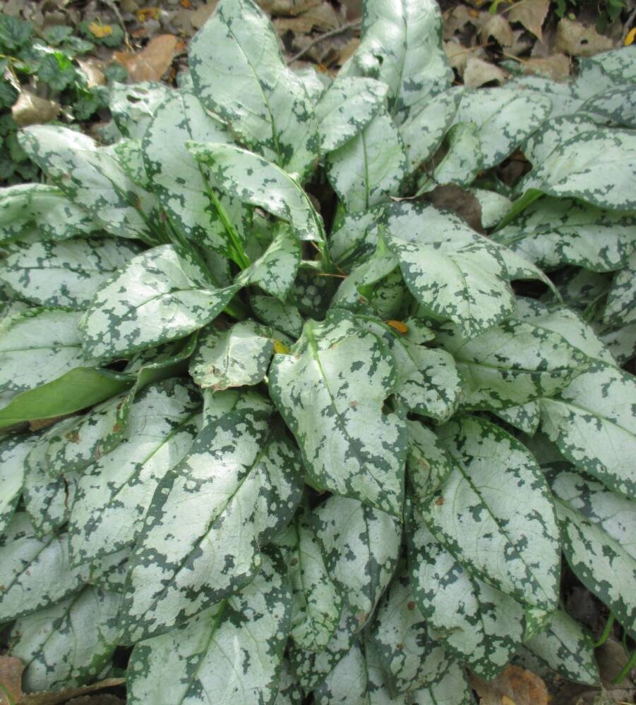 Miodunka ogrodowa 'Moonshine' Pulmonaria x hybrida 'Moonshine'