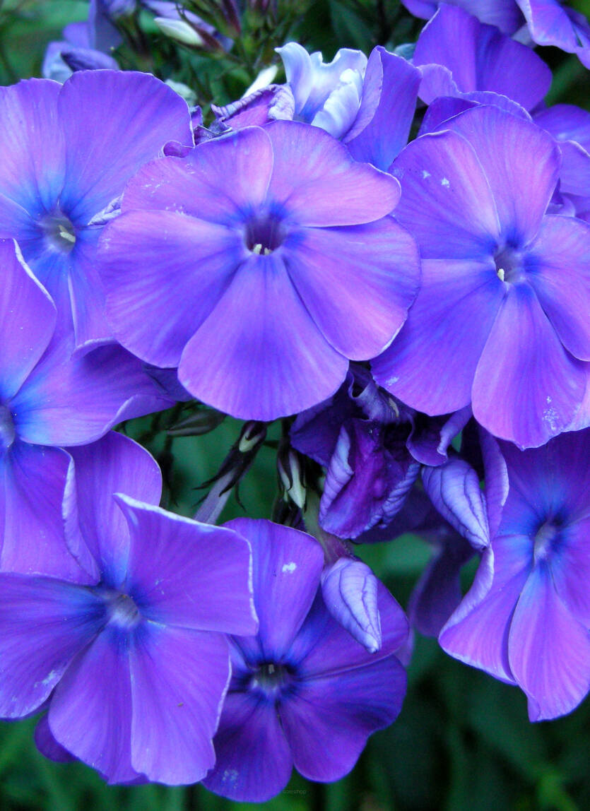 Floks wiechowaty 'Blue Boy' Phlox paniculata 'Blue Boy'
