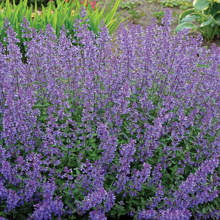 Kocimiętka faassena 'Junior Walker' Nepeta faassenii 'Junior Walker ...
