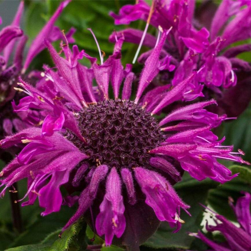 Pysznogłówka ogrodowa 'Bee-Pure' Monarda hybrida 'Bee-Pure'