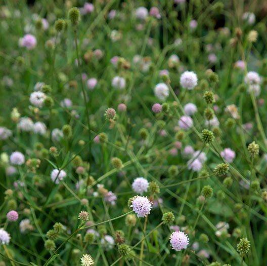 Czarcikęsik Kluka 'Frosted Pearls' Succisella inflexa 'Frosted Pearls'