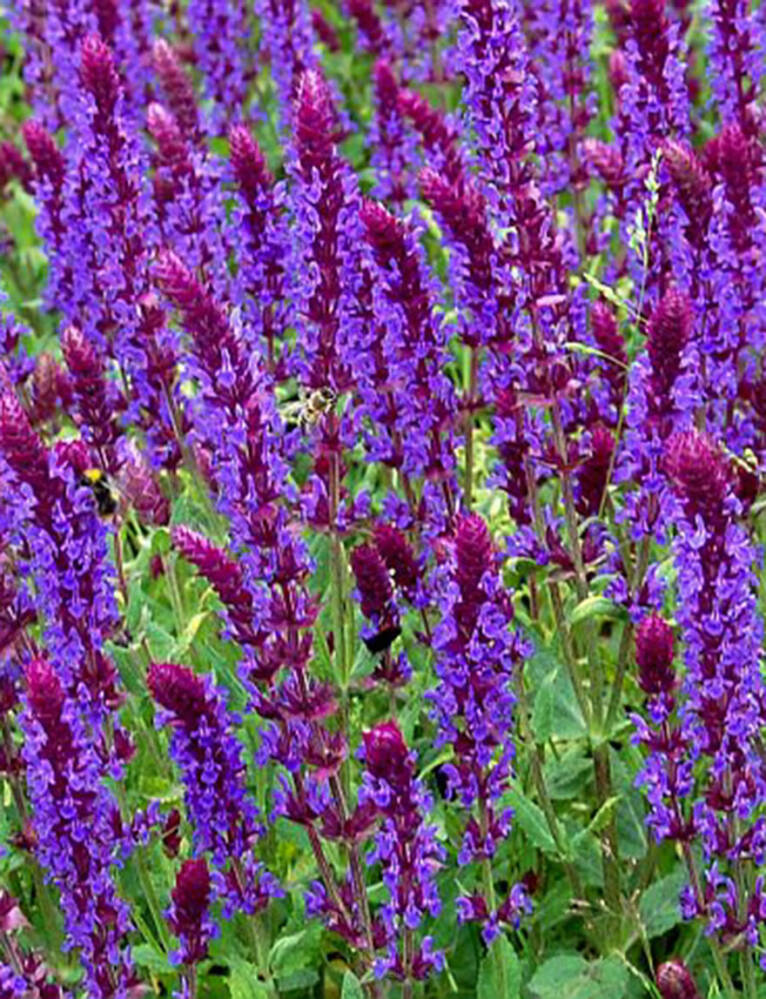 Szałwia omszona 'Tanzerin' Salvia nemorosa 'Tanzerin'