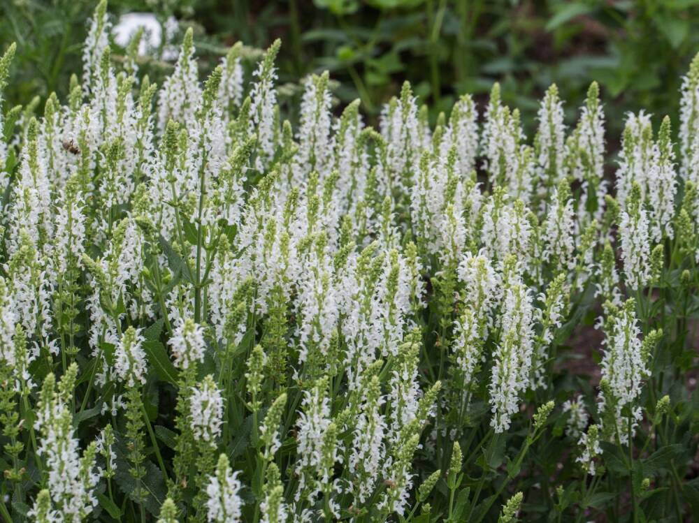 Szałwia omszona 'Salute White' PBR Salvia nemorosa 'Salute White' PBR ...