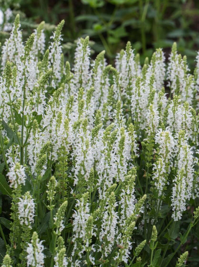 Szałwia omszona 'Salute White' PBR Salvia nemorosa 'Salute White' PBR ...