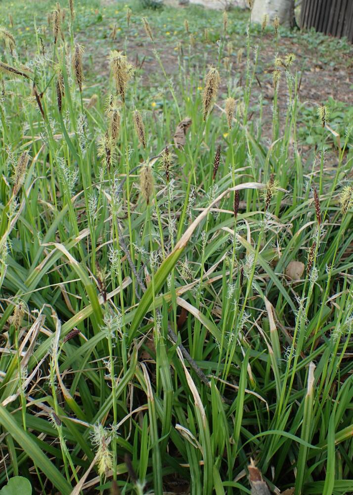 Turzyca orzęsiona 'Copenhagen select' Carex pilosa 'Copenhagen select ...